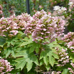 How to Grow Hydrangeas for Cosmic Color