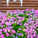 How to Grow Hydrangeas for Cosmic Color