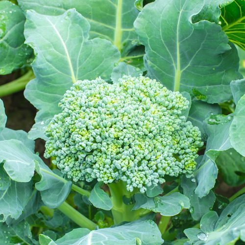 Delicious Eats: Grow a Vegetable Garden | Calloway’s Nursery