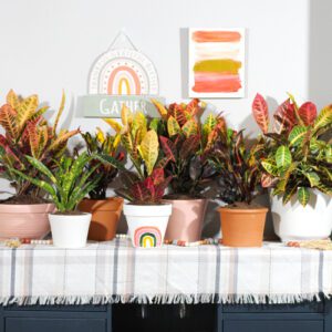 Grow Croton Plants for Year-Round Fall Foliage | Calloway’s