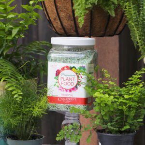 Fantastic Ferns for your Texas Home & Garden