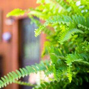 Fantastic Ferns for your Texas Home & Garden
