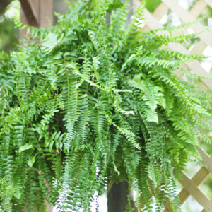 Fantastic Ferns for your Texas Home & Garden