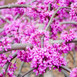 March Gardening To-Do List | Calloway’s Nursery