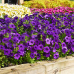 Plant Petunias for Fall Color | Calloway’s Nursery