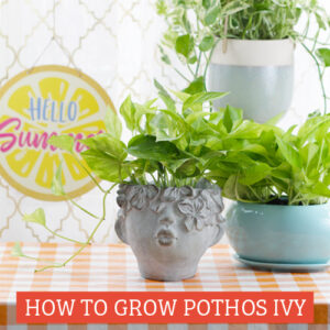 How To Grow Pothos Ivy | Calloway’s Nursery