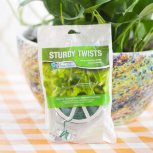 How To Grow Pothos Ivy | Calloway’s Nursery