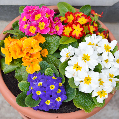 Texas-Friendly Plants for a Dazzling Spring | Calloway’s Nursery