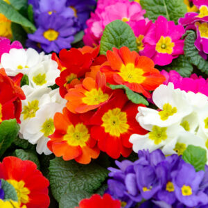 Texas-Friendly Plants for a Dazzling Spring | Calloway’s Nursery