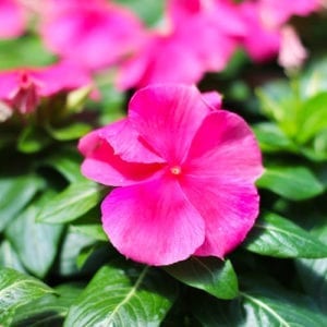 Vinca Plant for the Summer: All About Cora® XDR Vinca