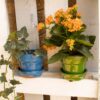 Small Space Gardening: Pallet Flower Display | Calloway’s Nursery