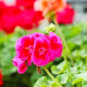 Shop With Ease & Enjoy Your Garden | Calloway’s Nursery