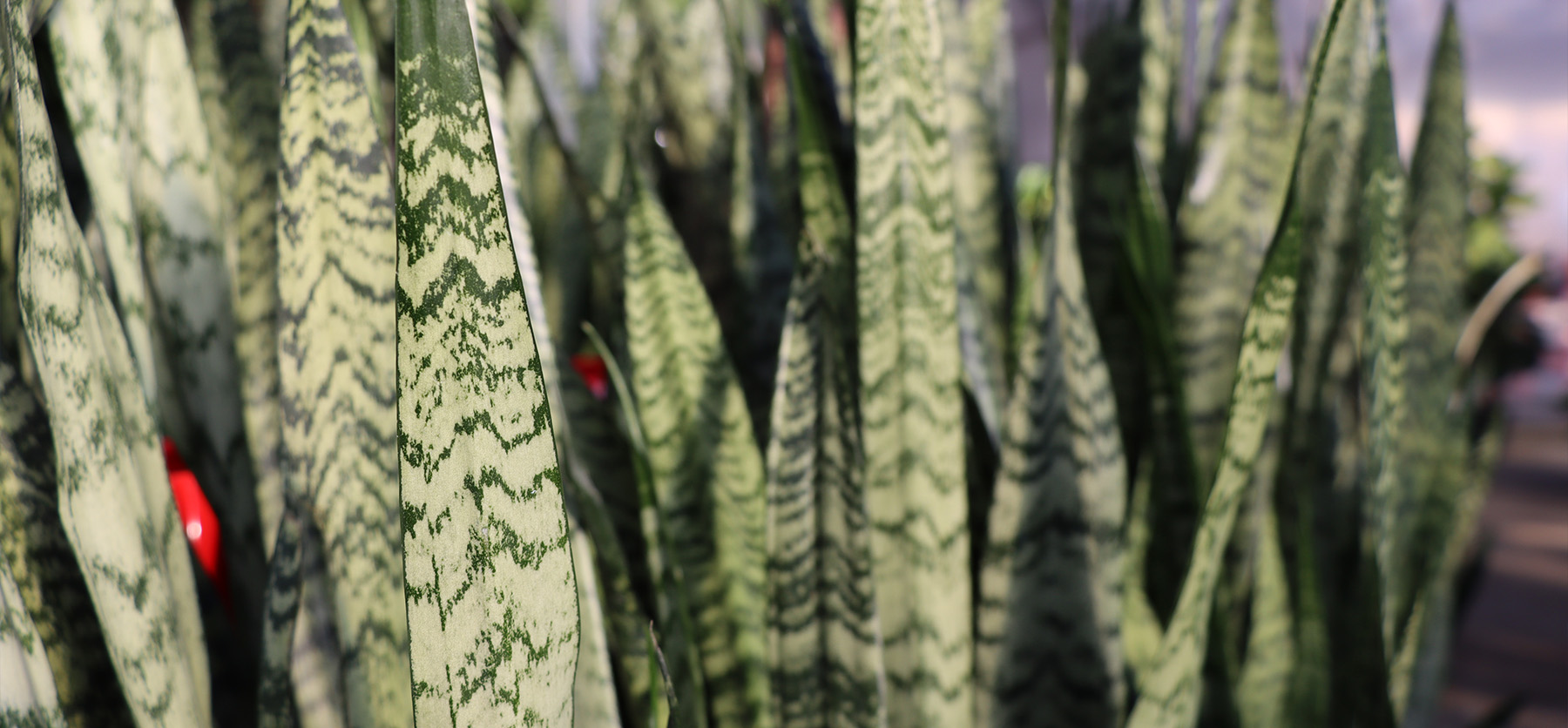 indoor plants - banner | Calloway's Nursery