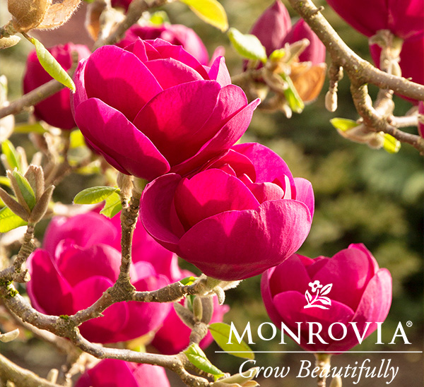 magnolia 0202 | Calloway's Nursery