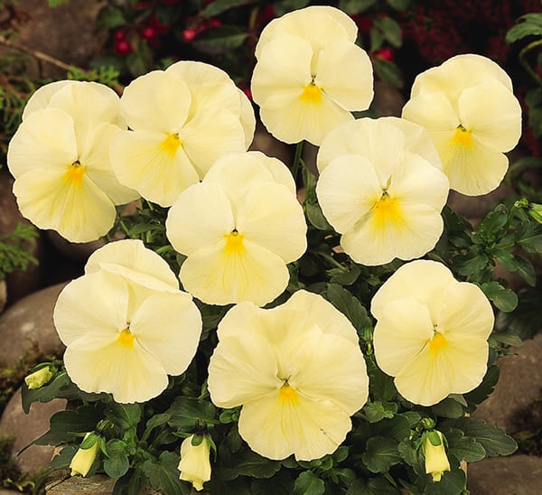 Matrix® Primrose Clear Pansy | Calloway's Nursery