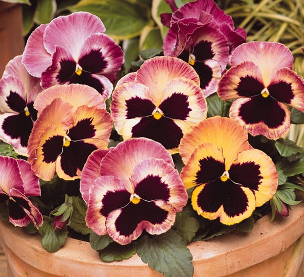 Matrix® Sunrise Pansy | Calloway's Nursery