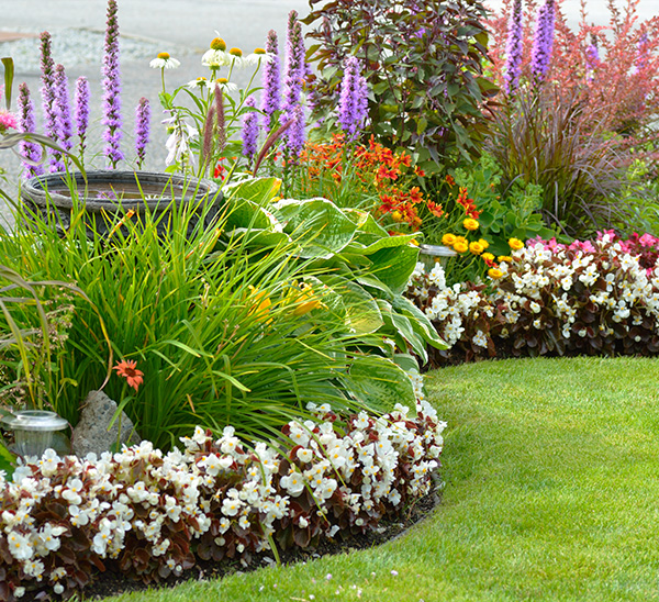 Plants & Flowers | Calloway's Nursery